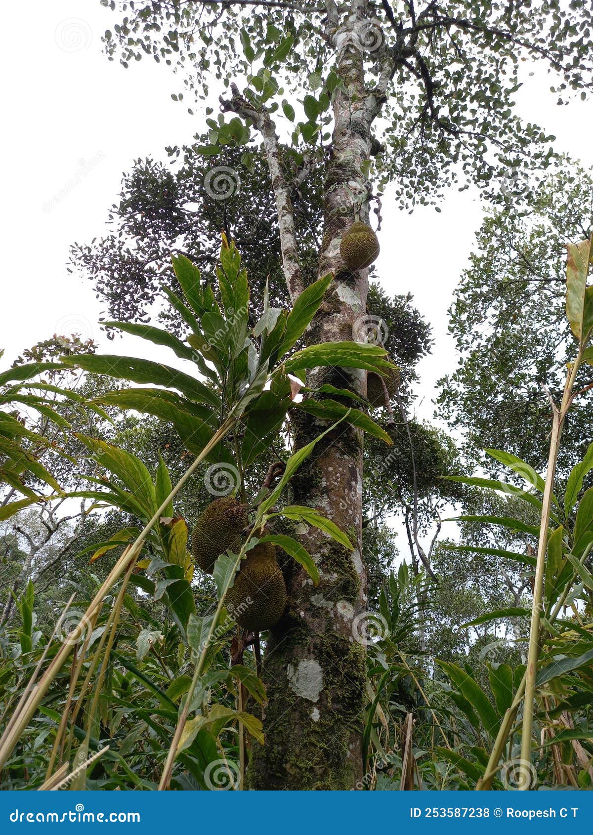 Jackfruit Tree for Natural Froot Stock Photo - Image of tree, natural ...