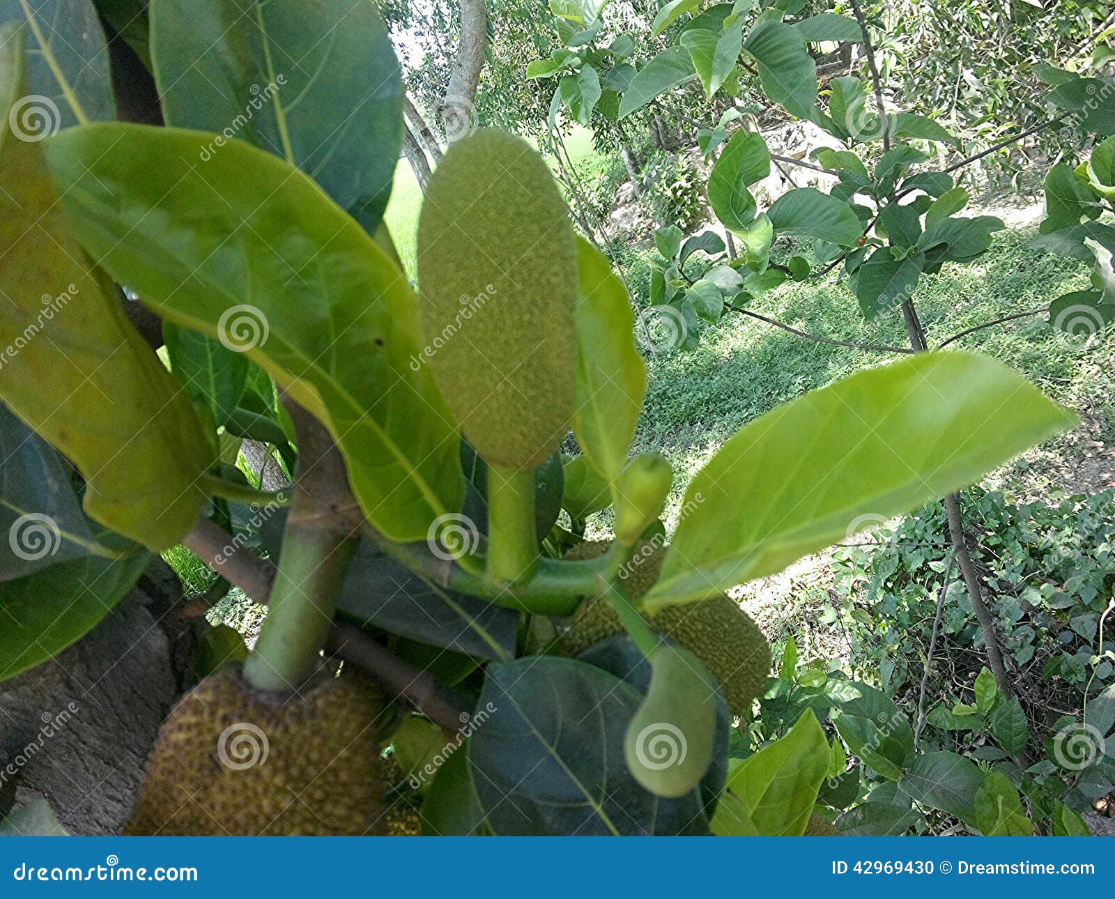 Jackfruit stock photo. Image of tree, jackfruit, green - 42969430