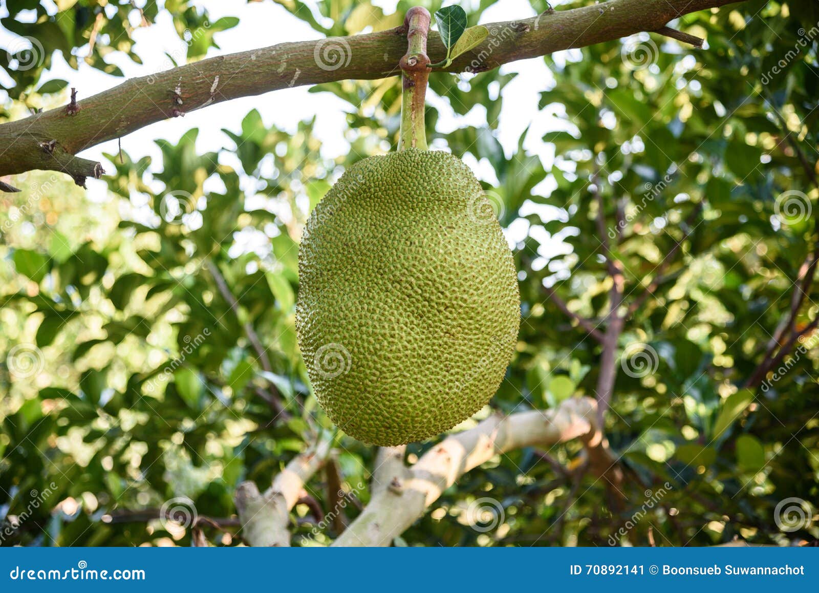 Jackfruit on the tree stock image. Image of jackfriut - 70892141