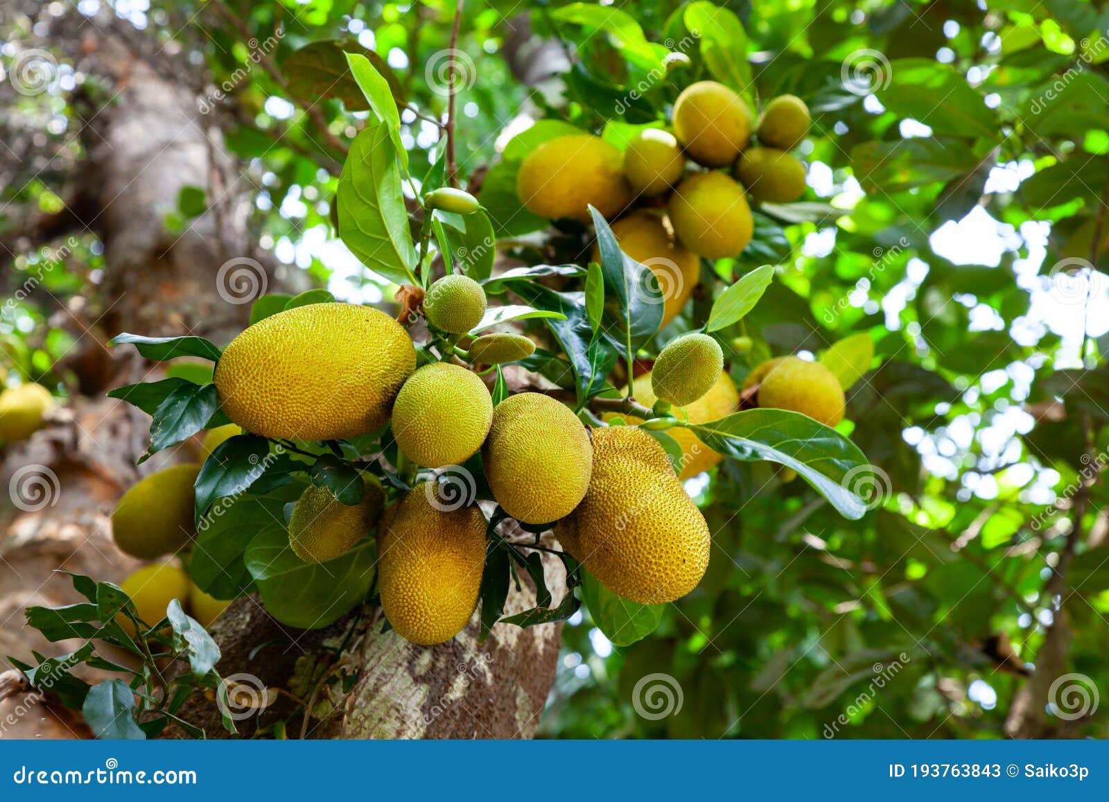 Jackfruit Tree with Ripe Fruits Stock Image - Image of growing, yellow ...