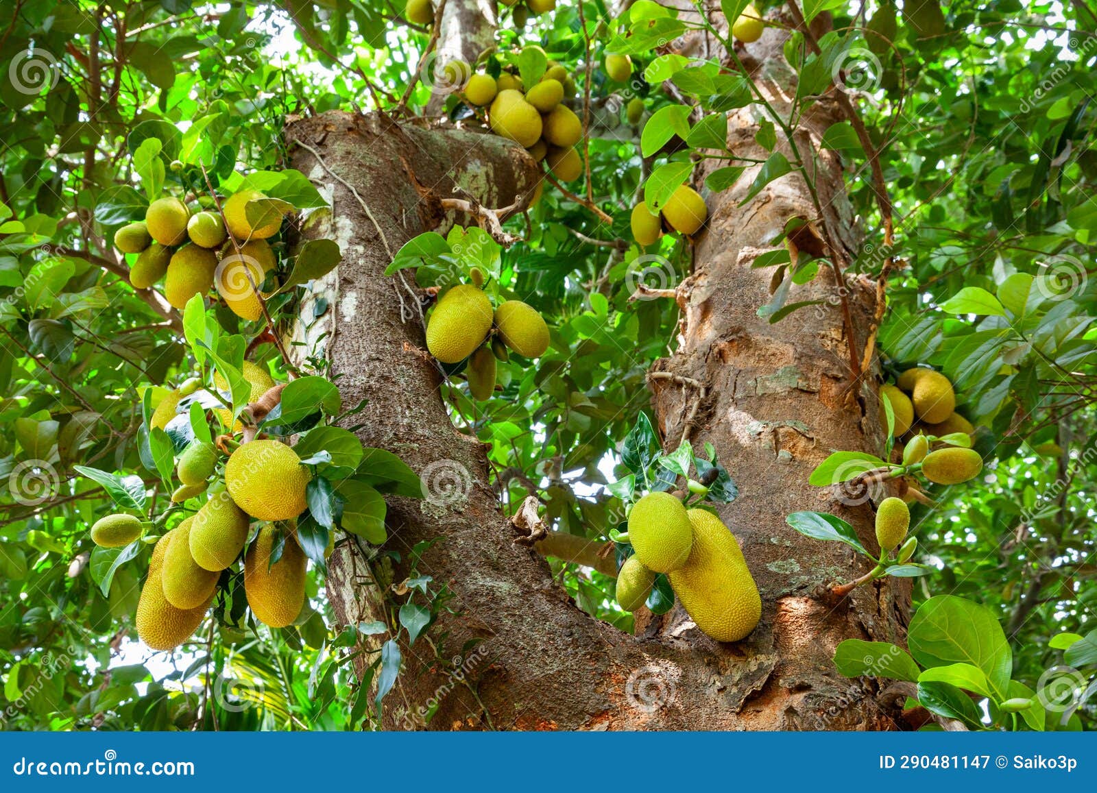 Jackfruit Tree with Ripe Fruits Stock Image - Image of tree, fresh ...