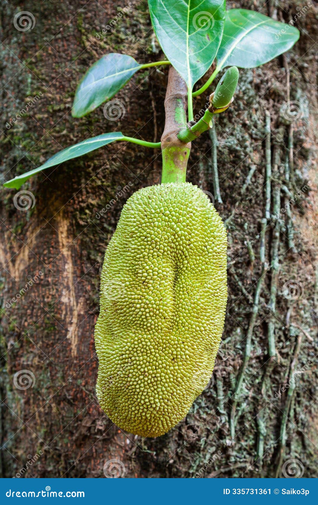 Jackfruit Tree with Ripe Fruits Stock Image - Image of healthy ...