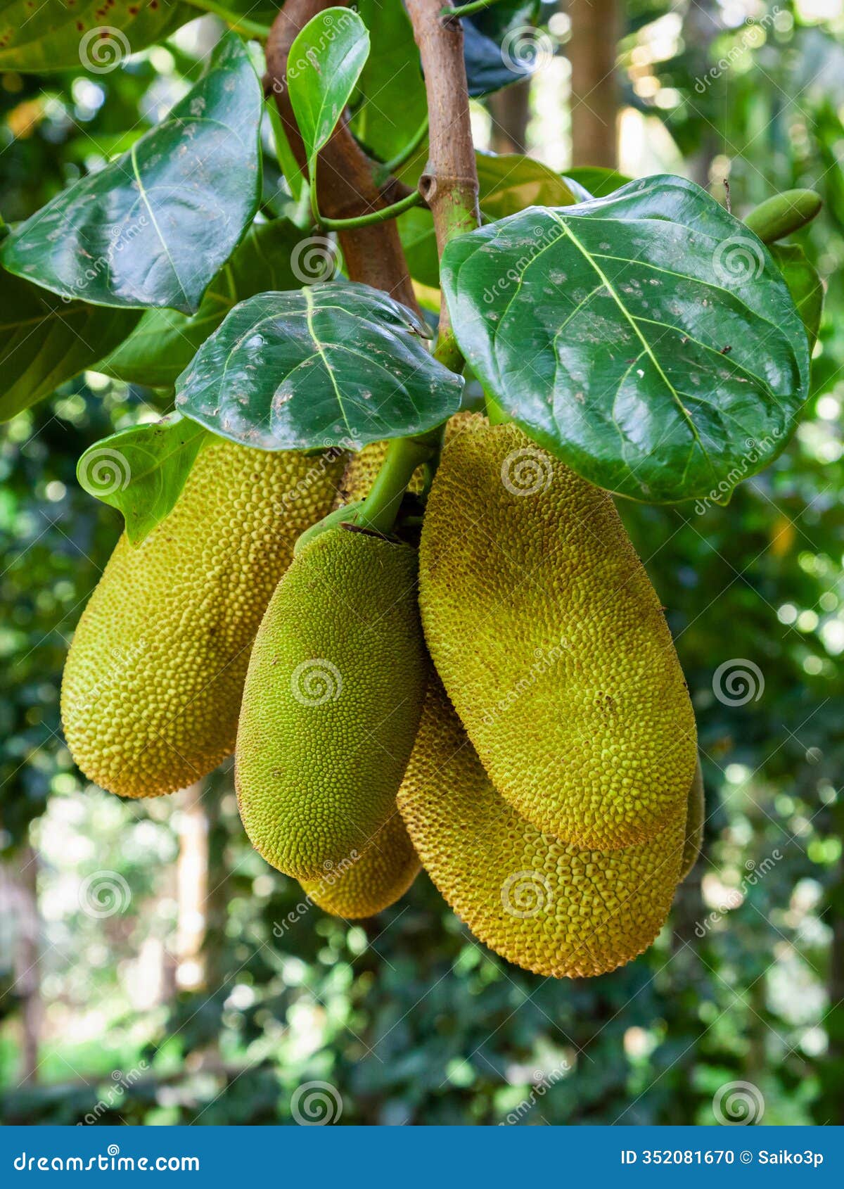 Jackfruit Tree with Ripe Fruits Stock Photo - Image of green, fruit ...