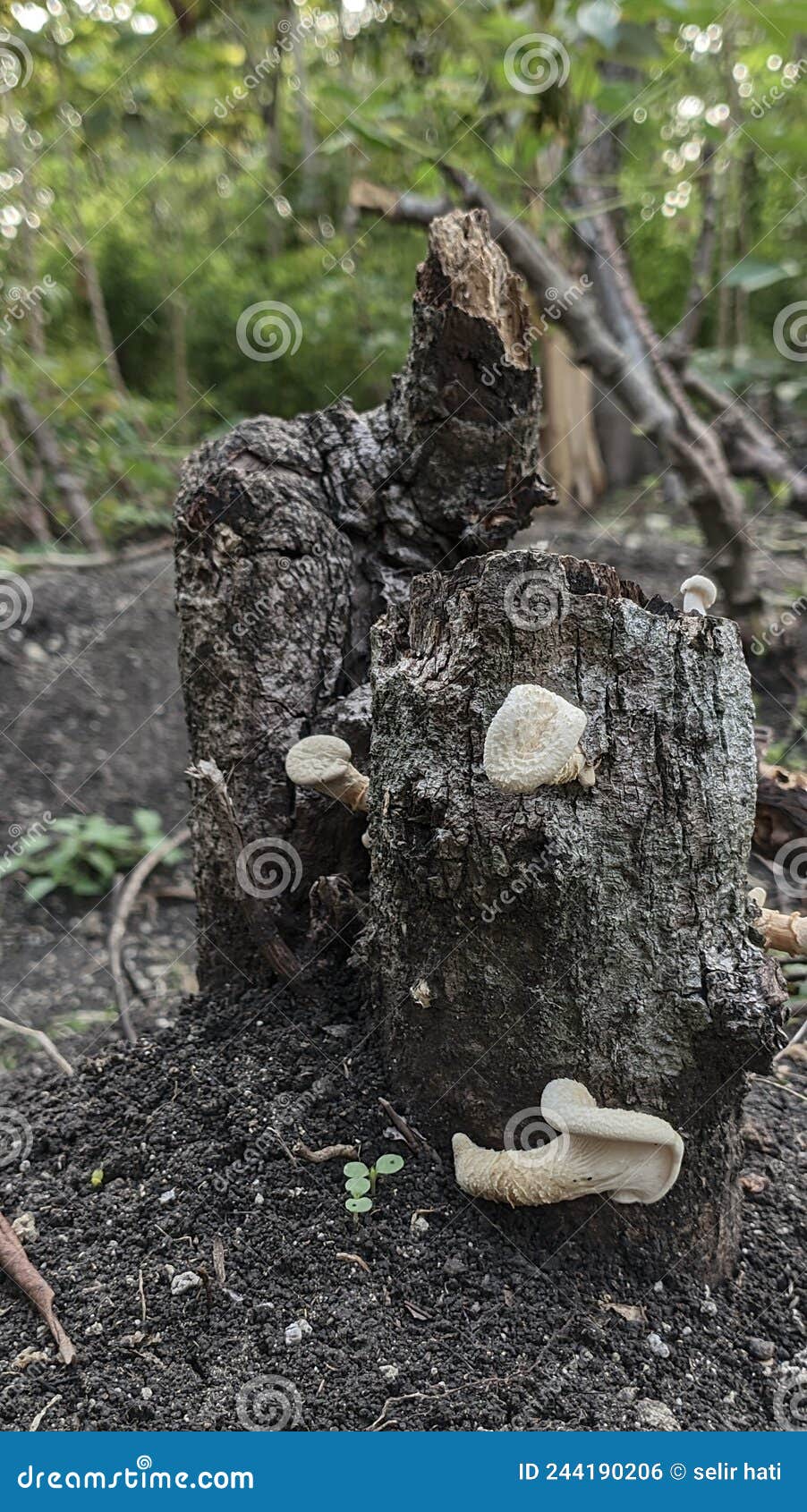 Jackfruit Tree Roots that are Starting To Become Brittle Stock Photo ...