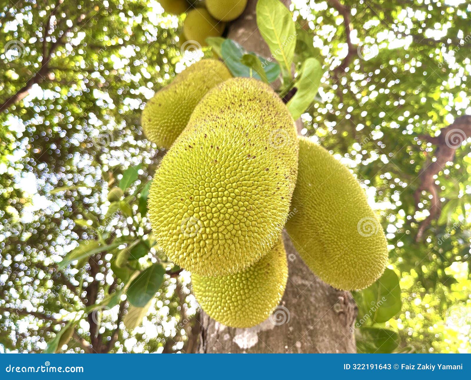 Jackfruit Tree with Some Fruit on Its Branch Stock Image - Image of ...