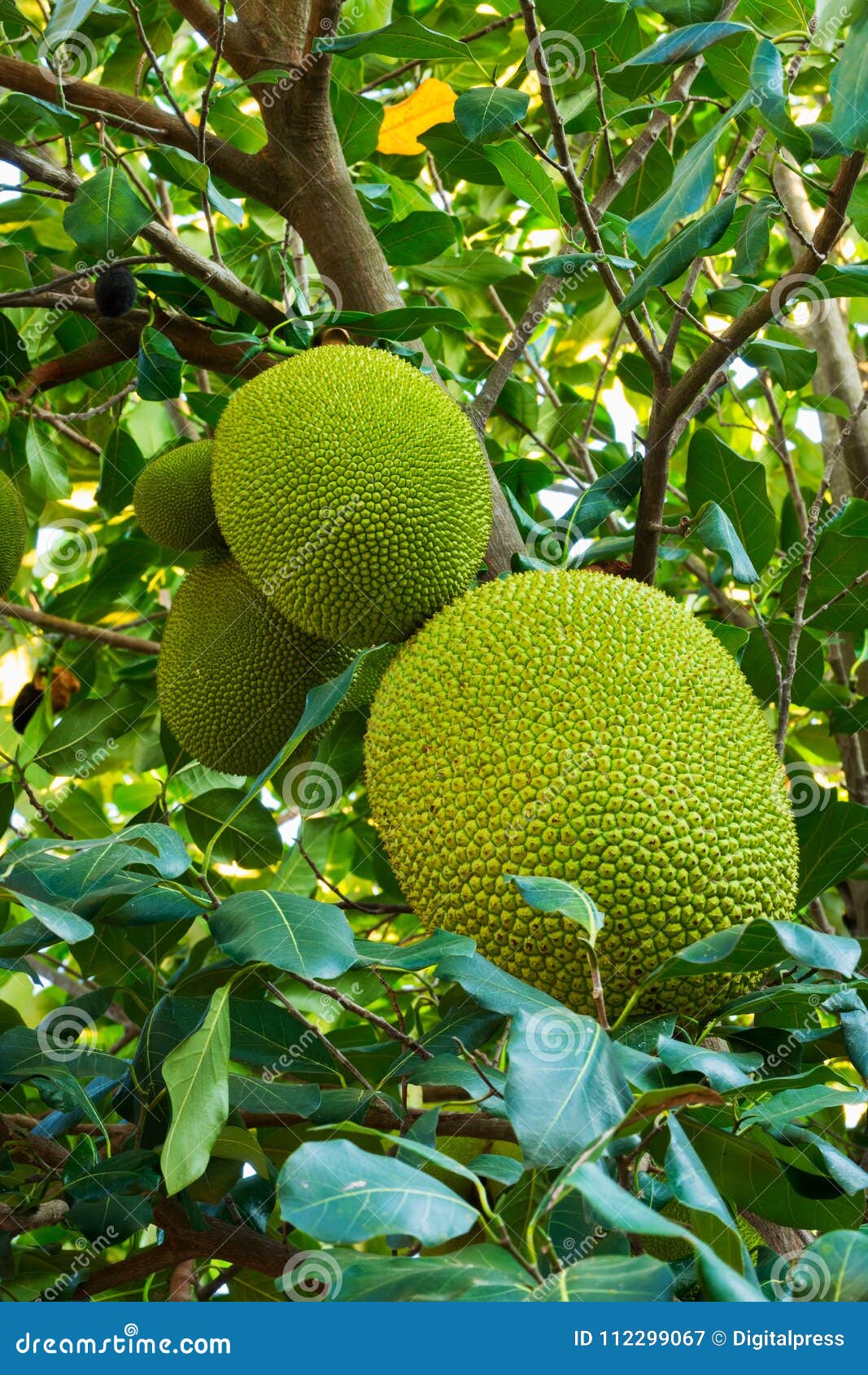 Jackfruit Tree stock image. Image of outdoors, jackfruit - 112299067