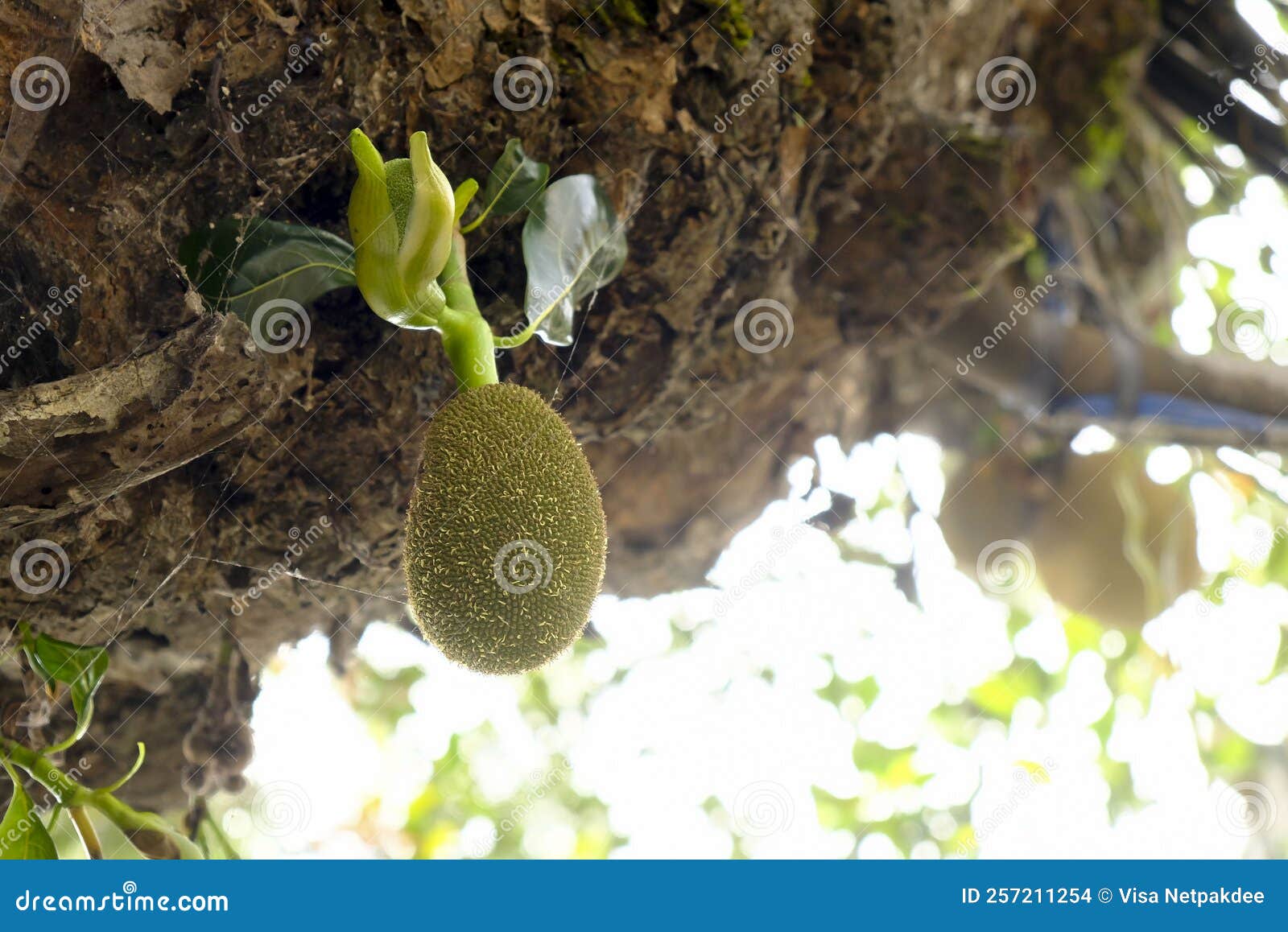 Jackfruit on the Jackfruit Tree Tropical Fruit on Nature Leaf ...