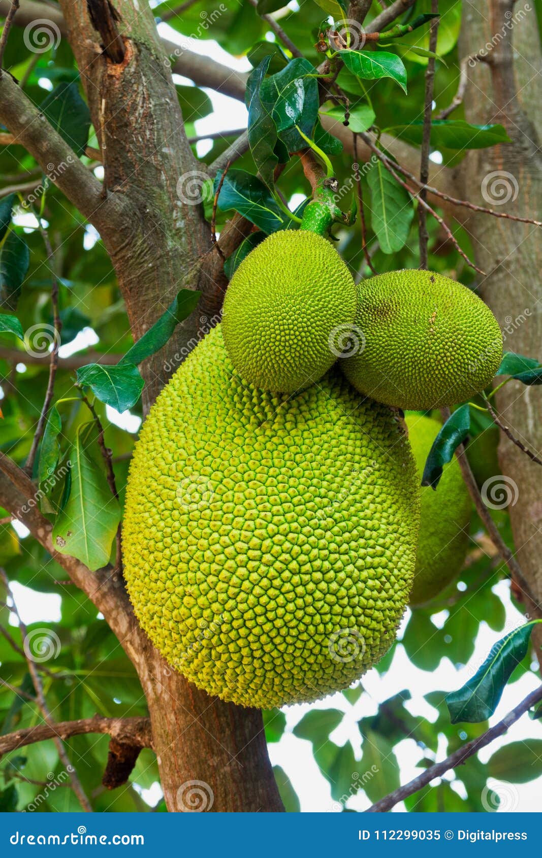 Jackfruit Tree stock image. Image of outdoors, vertical - 112299035