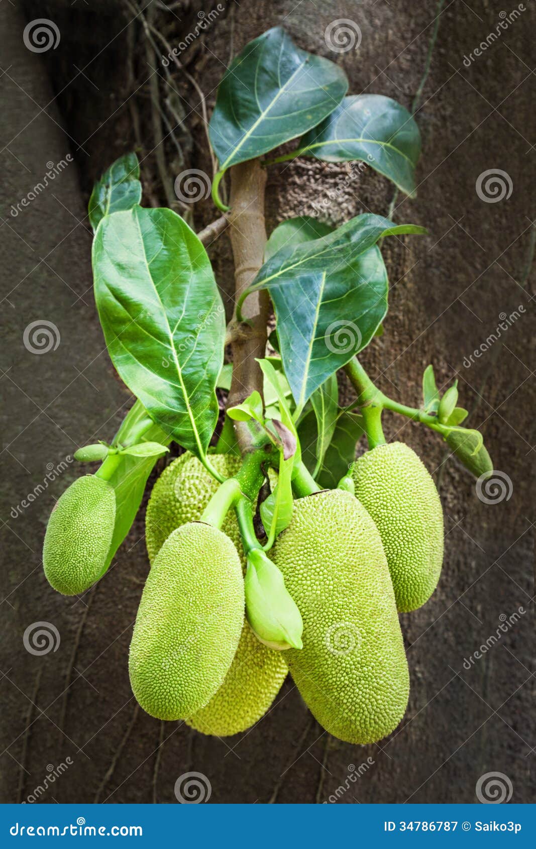Jackfruit tree stock image. Image of countryside, food - 34786787