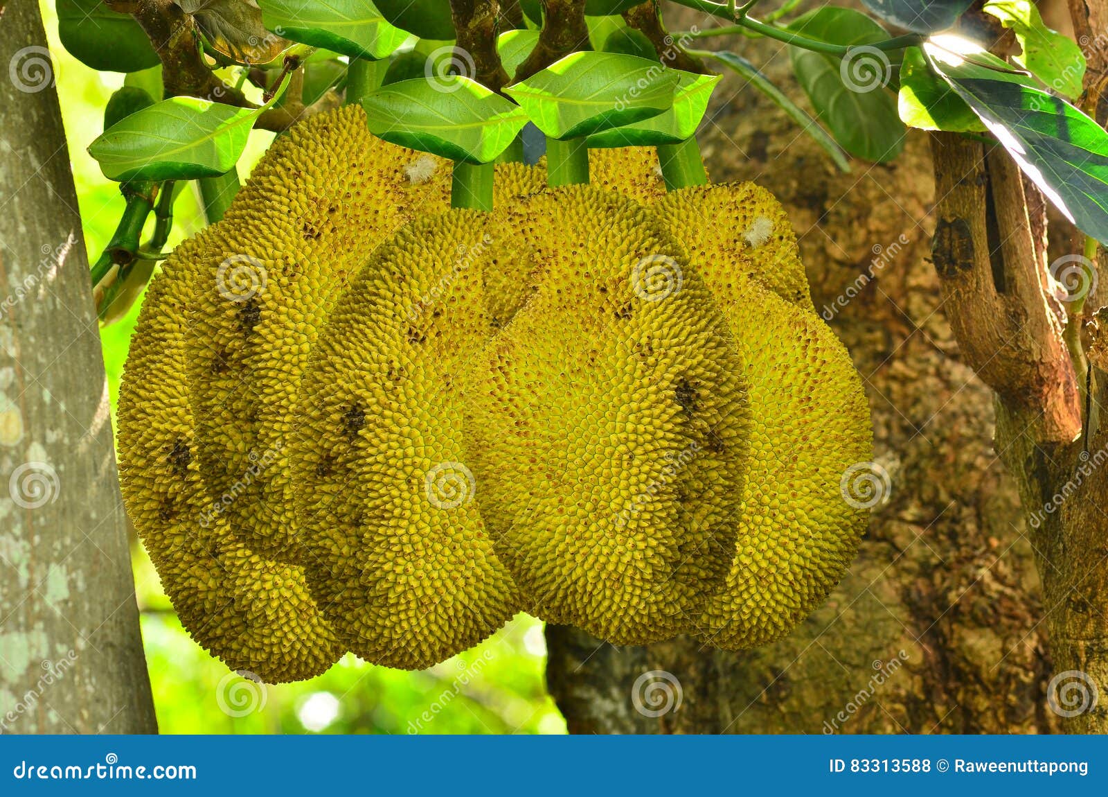 Jackfruit on tree stock photo. Image of crop, fruits - 83313588