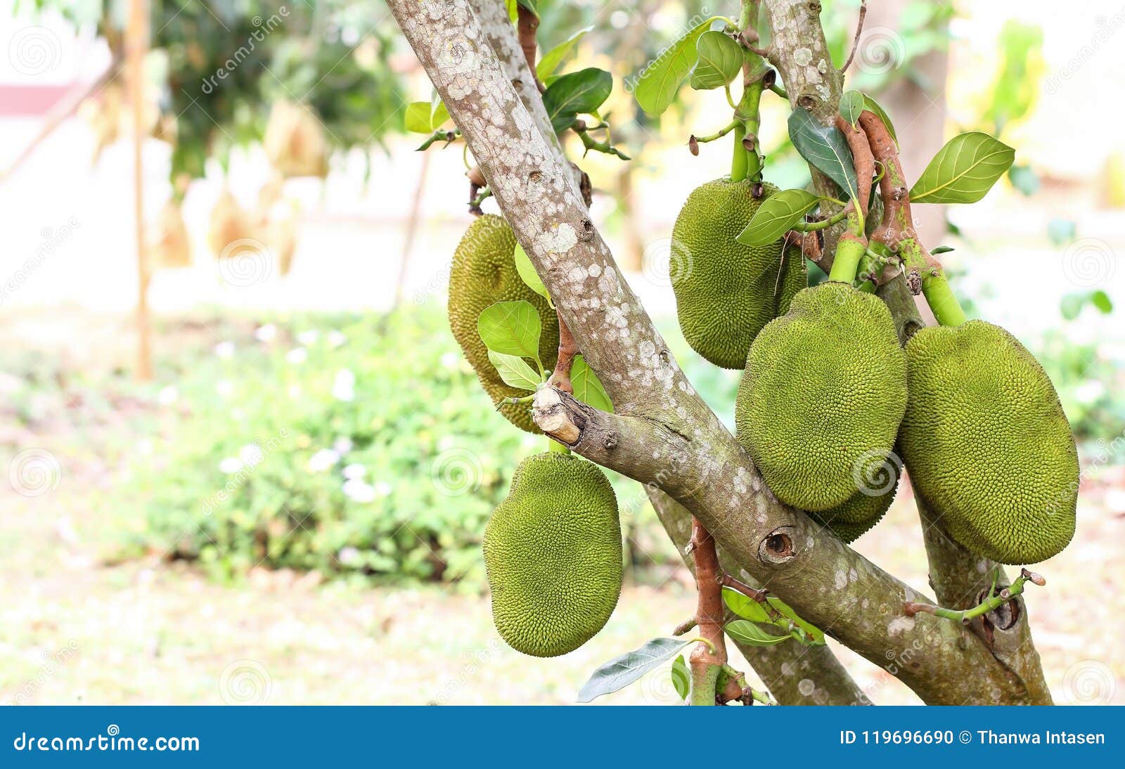 Jackfruit Tree on nature stock photo. Image of growing - 119696690