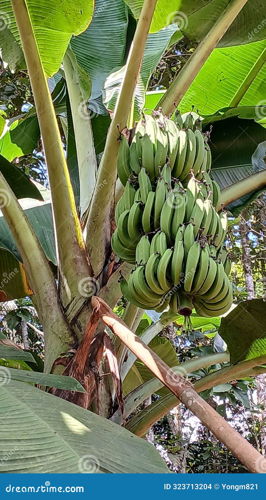 Jackfruit Trees and Bananas are Not yet Ripe Stock Photo - Image of ...