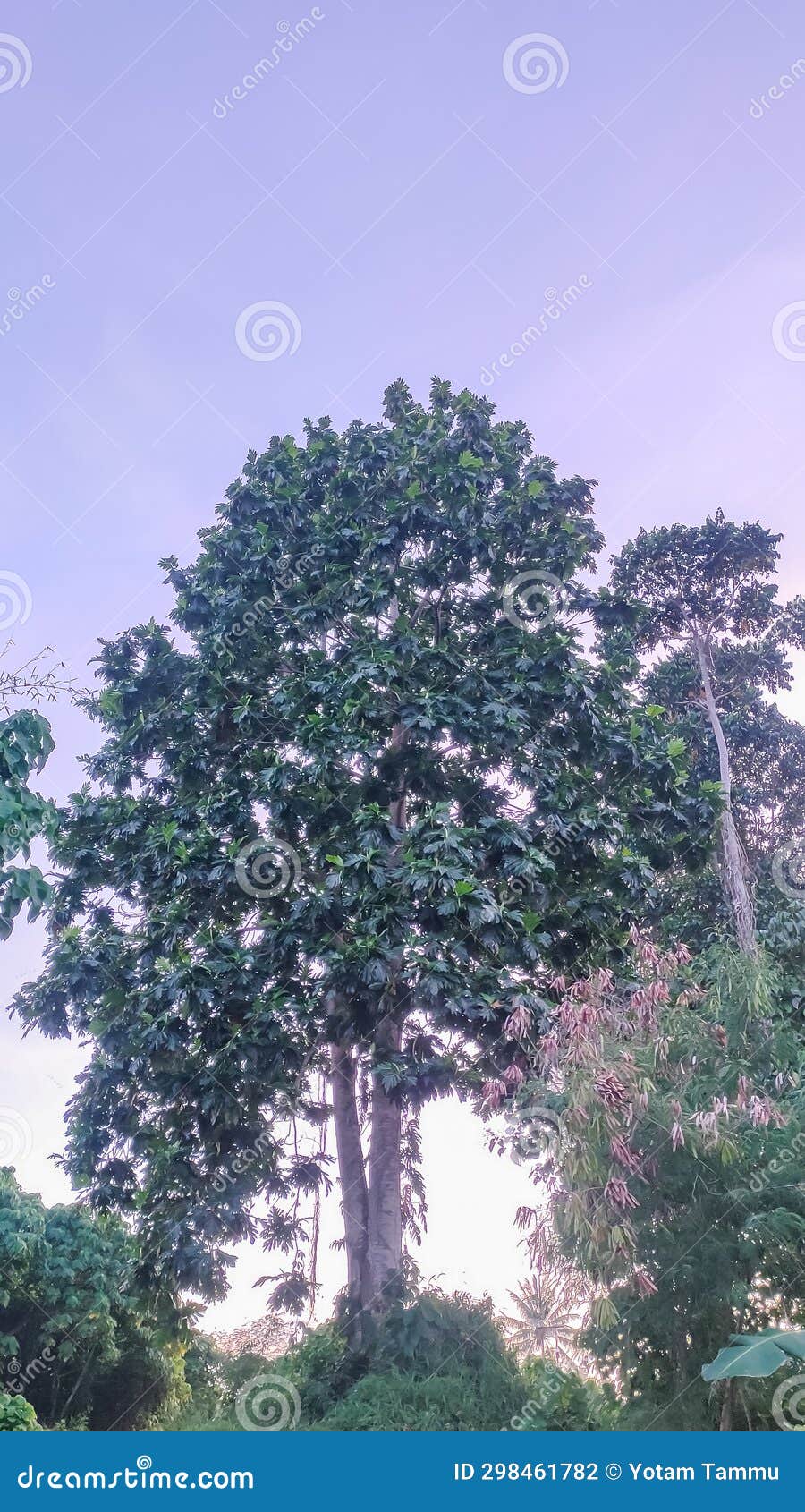 Jackfruit Trees Grow Tall in Tropical Forests Stock Photo - Image of ...