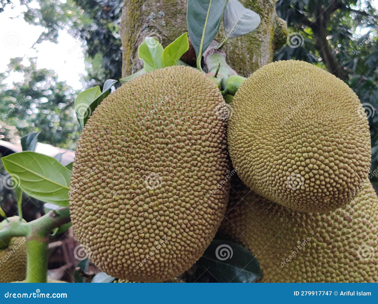Jackfruit and Jackfruit Trees. Stock Image - Image of fruits, organic ...