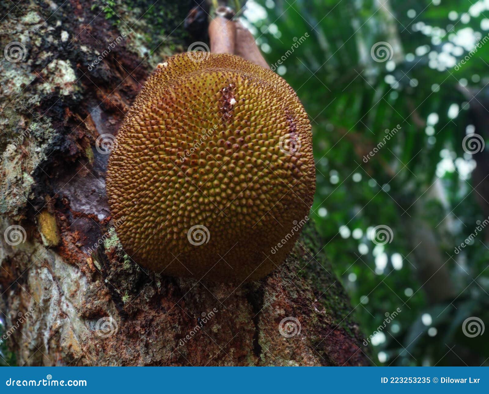 Jackfruit and trees stock image. Image of tree, animal - 223253235