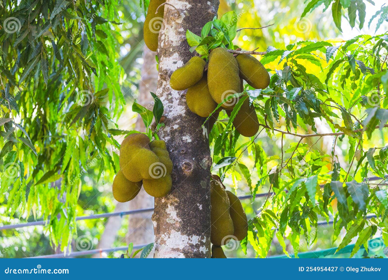 Jackfruit on the Trees in the Jungles of India Stock Image - Image of ...