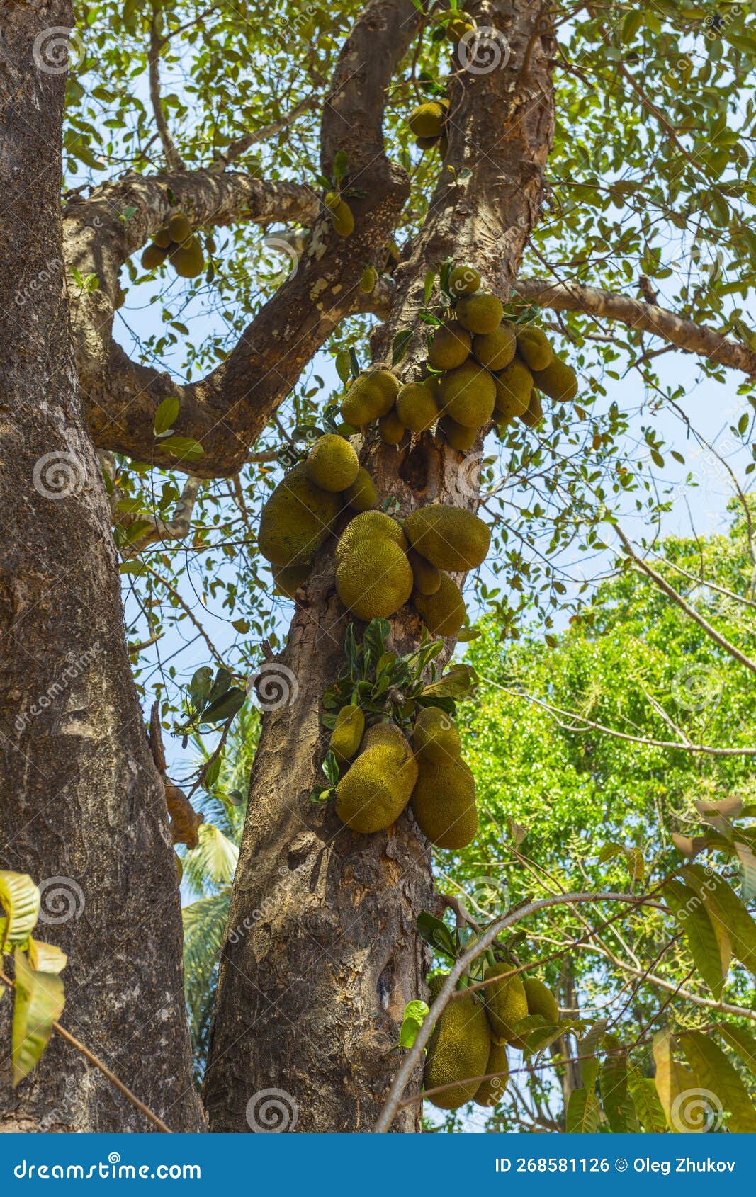 Jackfruit on the Trees in the Jungles of India Stock Photo - Image of ...