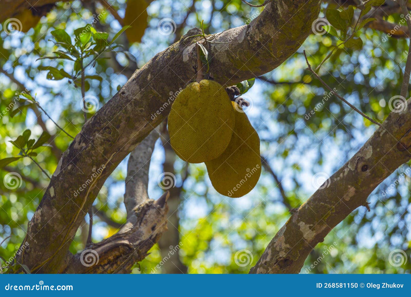 Jackfruit on the Trees in the Jungles of India Stock Photo - Image of ...