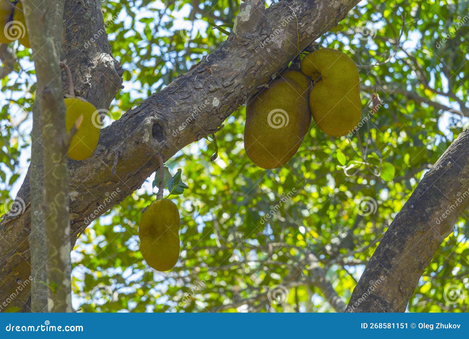 Jackfruit on the Trees in the Jungles of India Stock Image - Image of ...