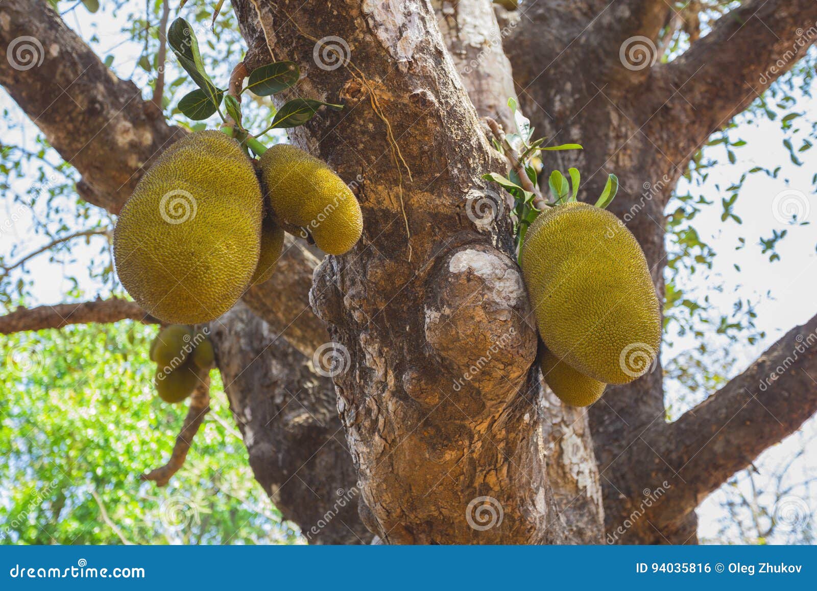 Jackfruit on the Trees in the Jungles of India Stock Photo - Image of ...