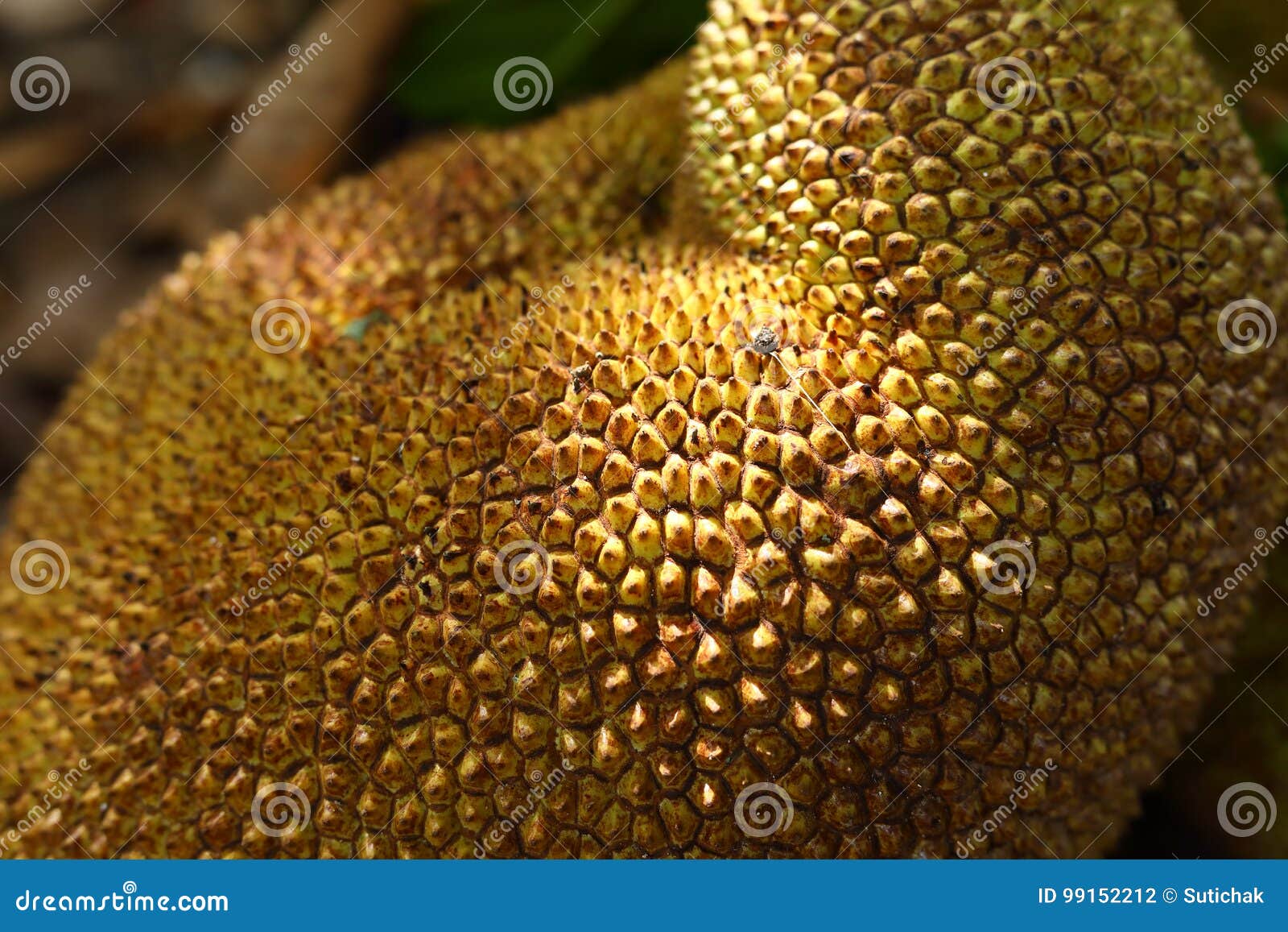 Jackfruit tropical fruit stock photo. Image of growth - 99152212