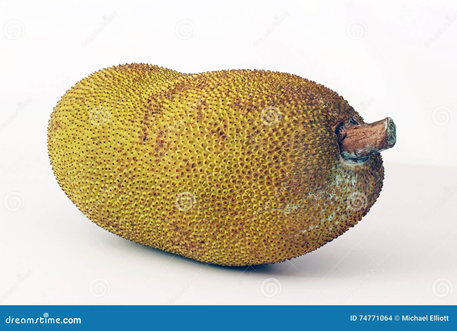 Jackfruit stock photo. Image of filipino, nutrition, detail - 74771064