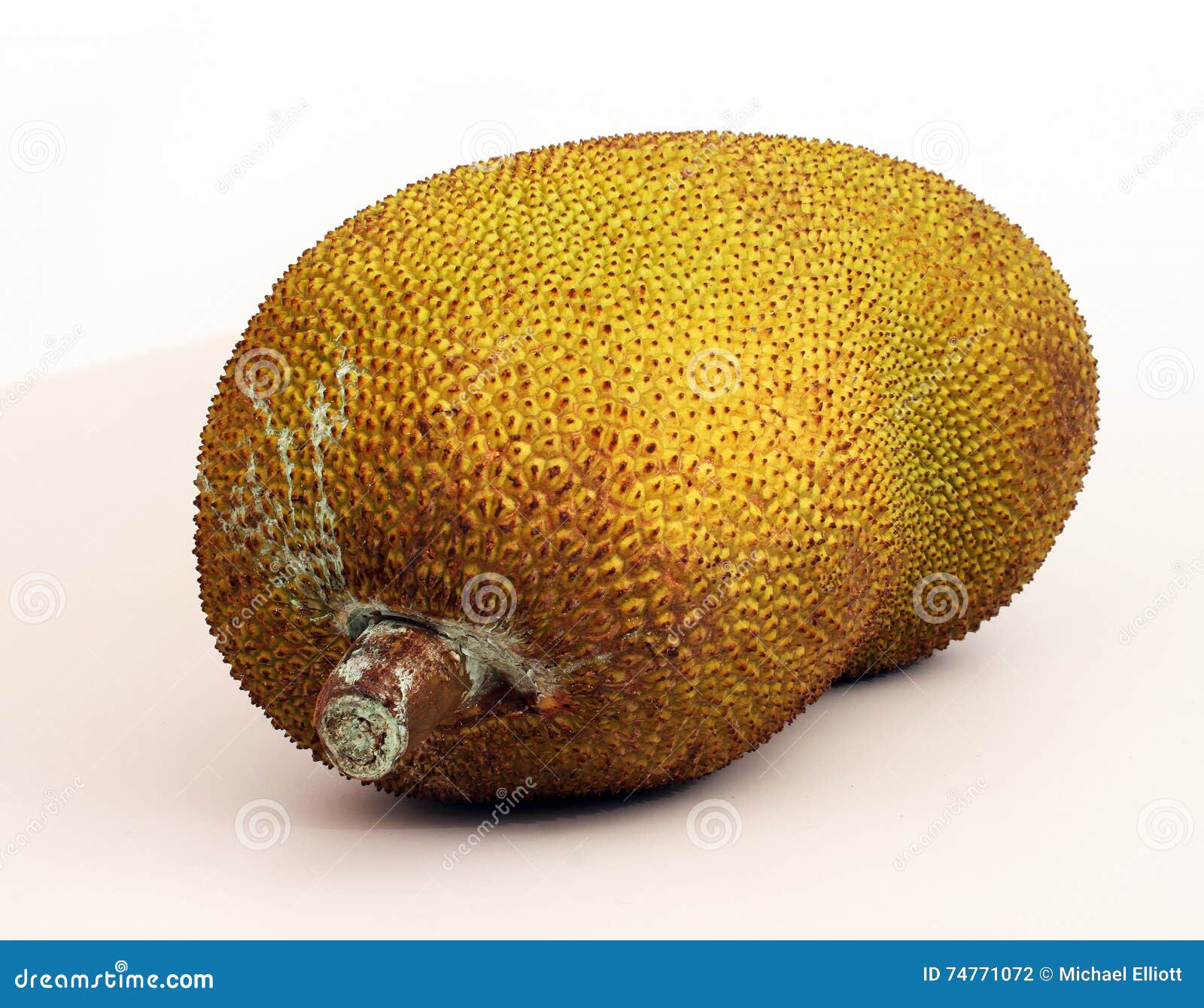 Jackfruit stock photo. Image of jackfruit, crop, lowland - 74771072