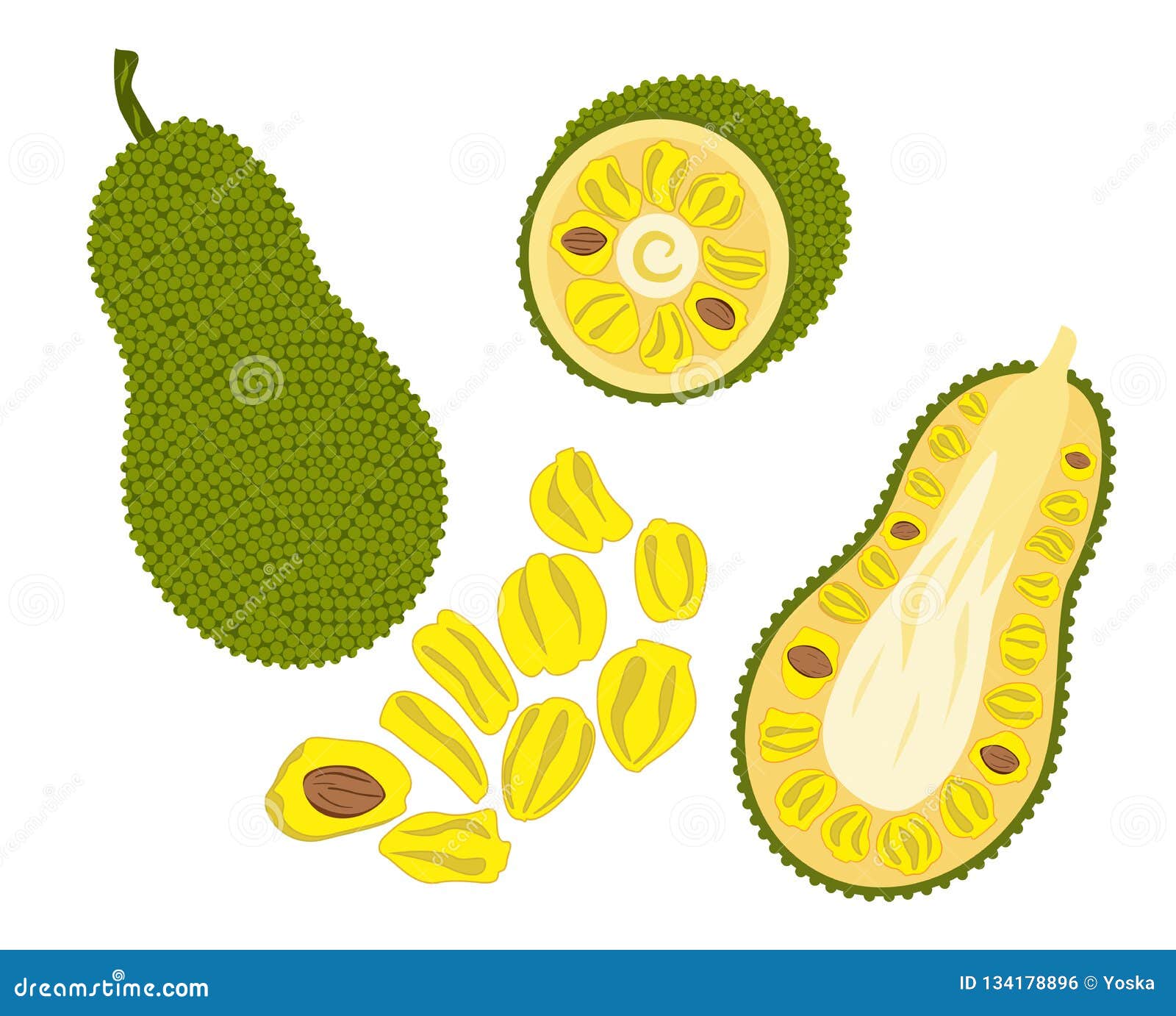 Jackfruit vector stock vector. Illustration of tasty - 134178896