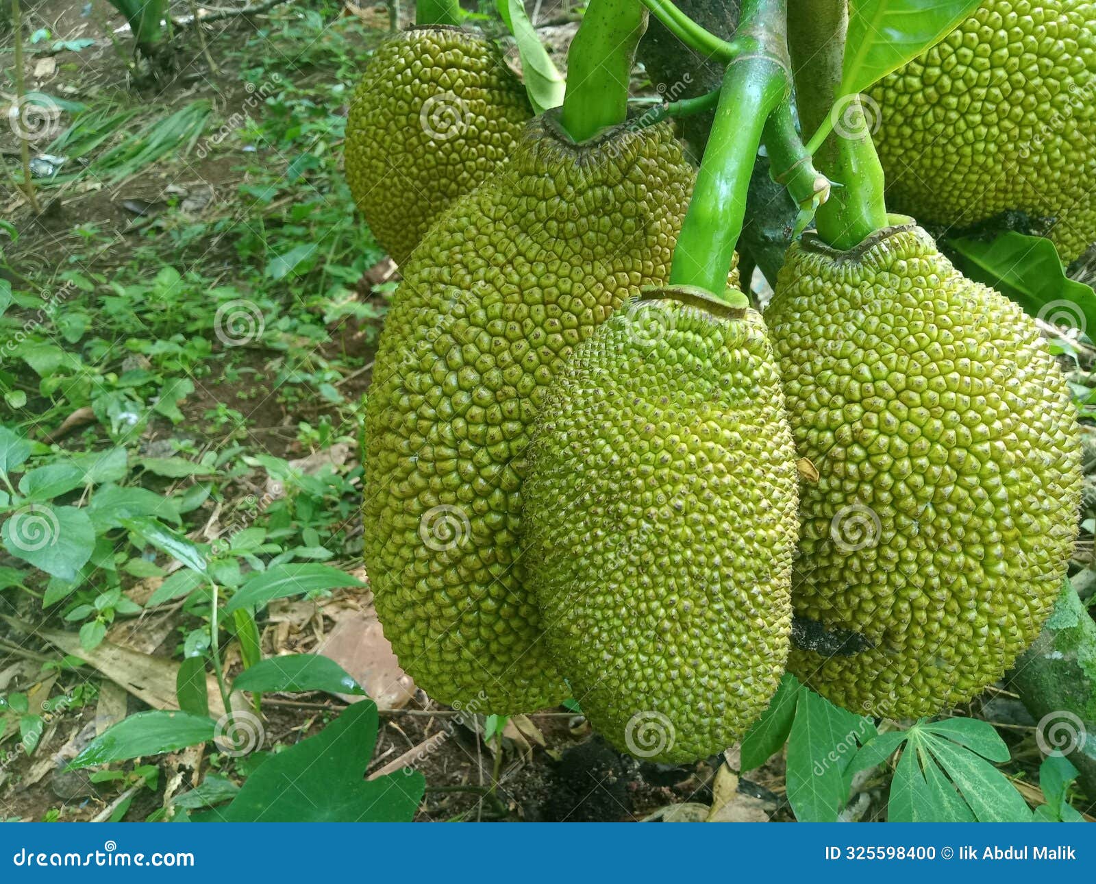Jackfruit, a Very Unique Fruit Stock Photo - Image of fruitjackfruit ... Jackfruit, a Very Unique Fruit Stock Photo - Image of fruitjackfruit ...