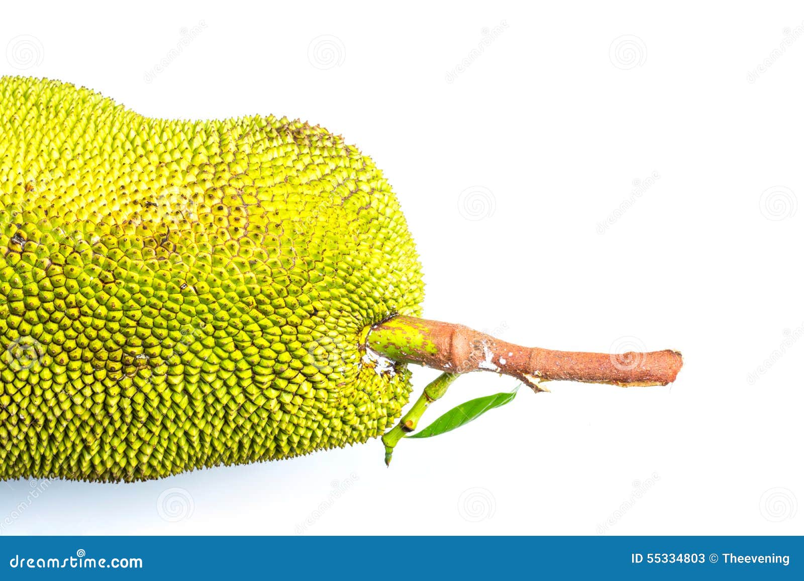 Jackfruit on White Background Stock Image - Image of sharp, juicy: 55334803
