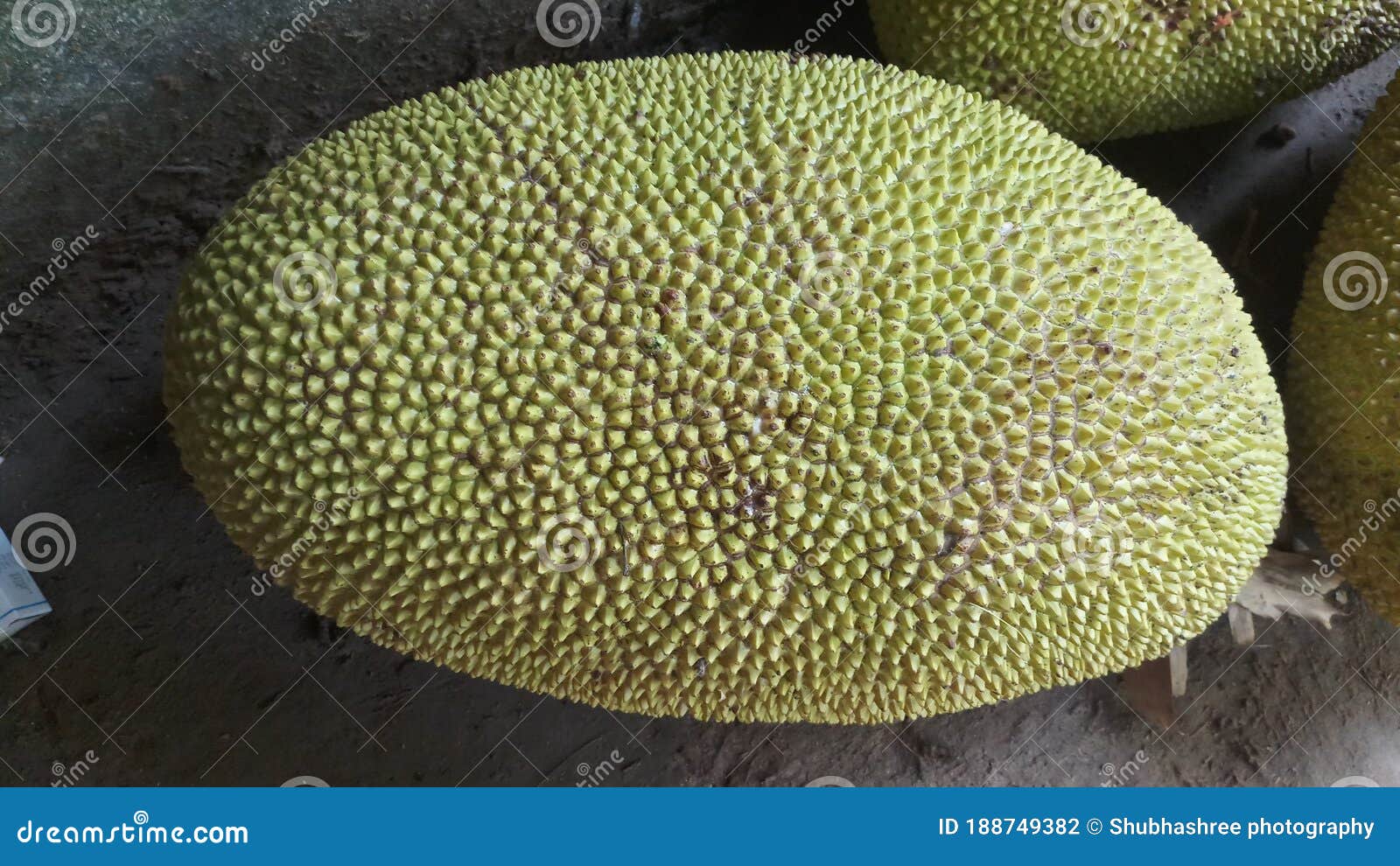 Jackfruit wild fruit stock photo. Image of produce, agriculture - 188749382