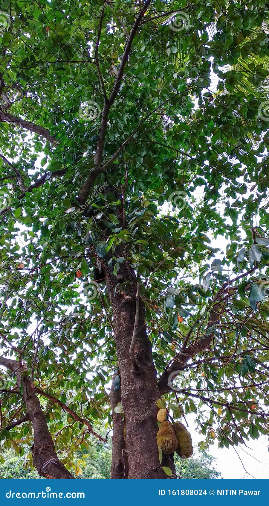 Tree in india, maharastra. stock photo. Image of nature - 161808024