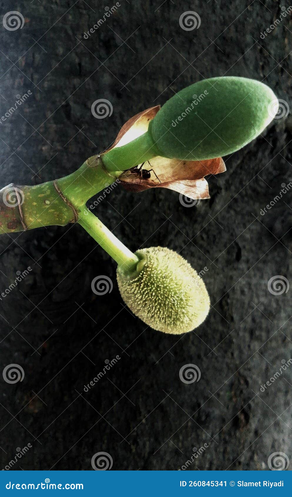 JackfruitJackfruit is the Largest Tree-borne Fruit in the World ...