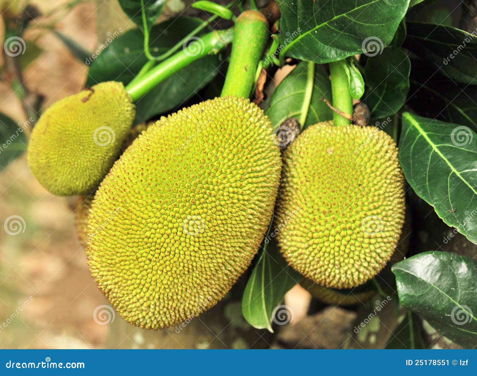 Jackfruits stock image. Image of tree, farm, botanic - 25178551