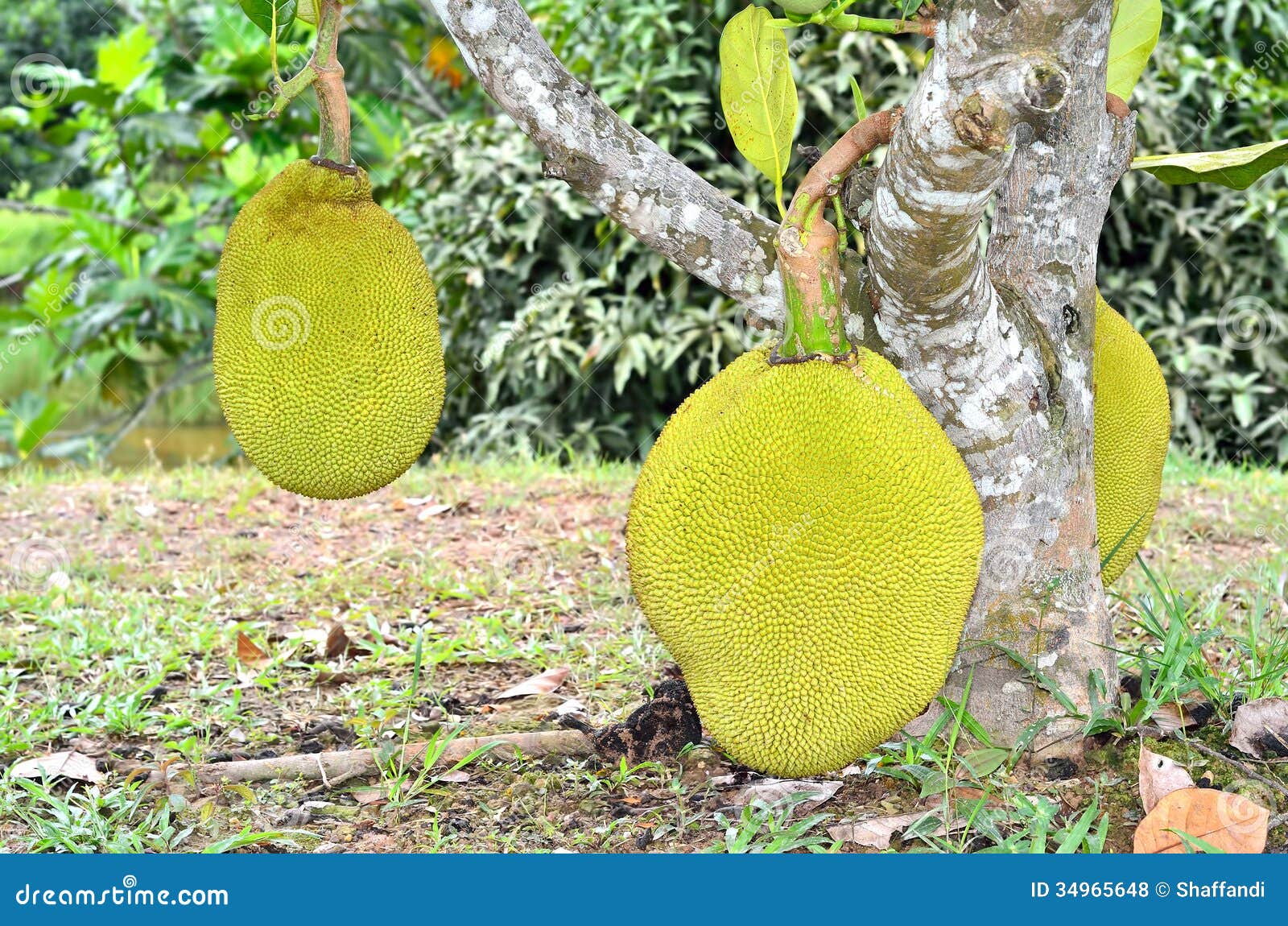 Jackfruits stock photo. Image of healthy, blossom, closeup - 34965648