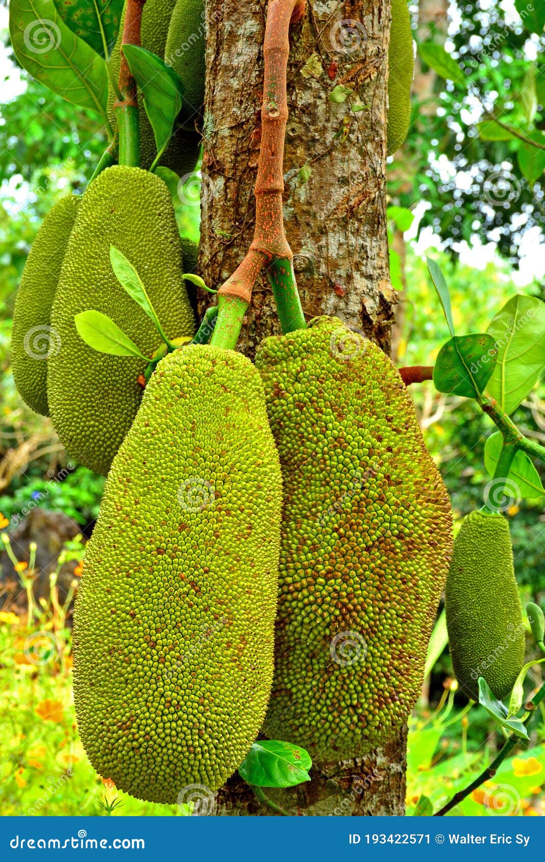 Jackfruits Delicious Fruit Grow at Tree Stock Image - Image of rizal ...