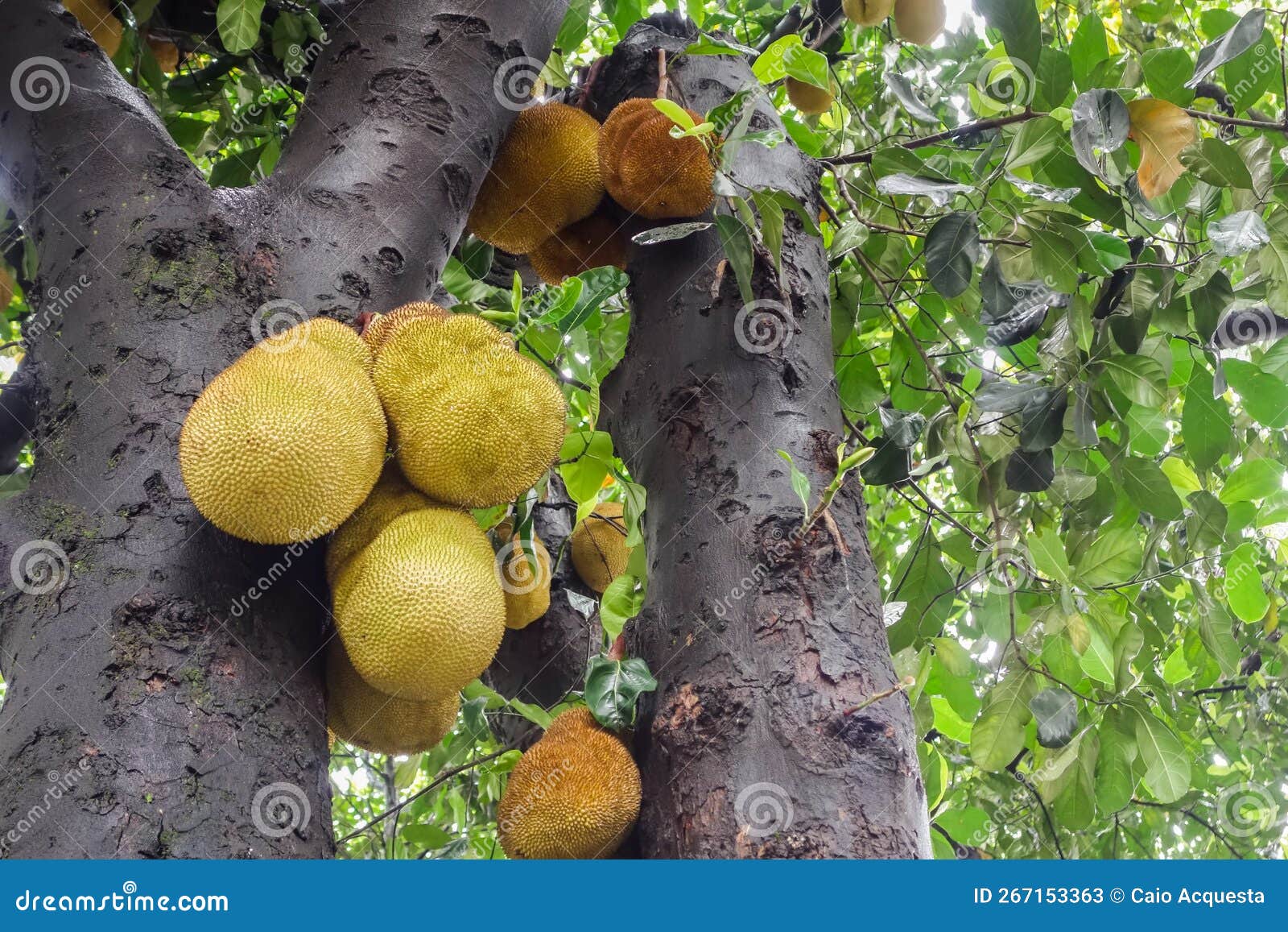 Jackfruits Hanging on Tree Trunk. Tropical Fruit, Jack Tree Stock Image ...