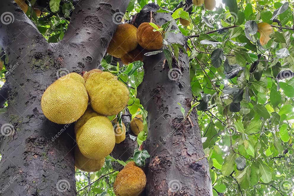 Jackfruits Hanging on Tree Trunk. Tropical Fruit, Jack Tree Stock Image ...