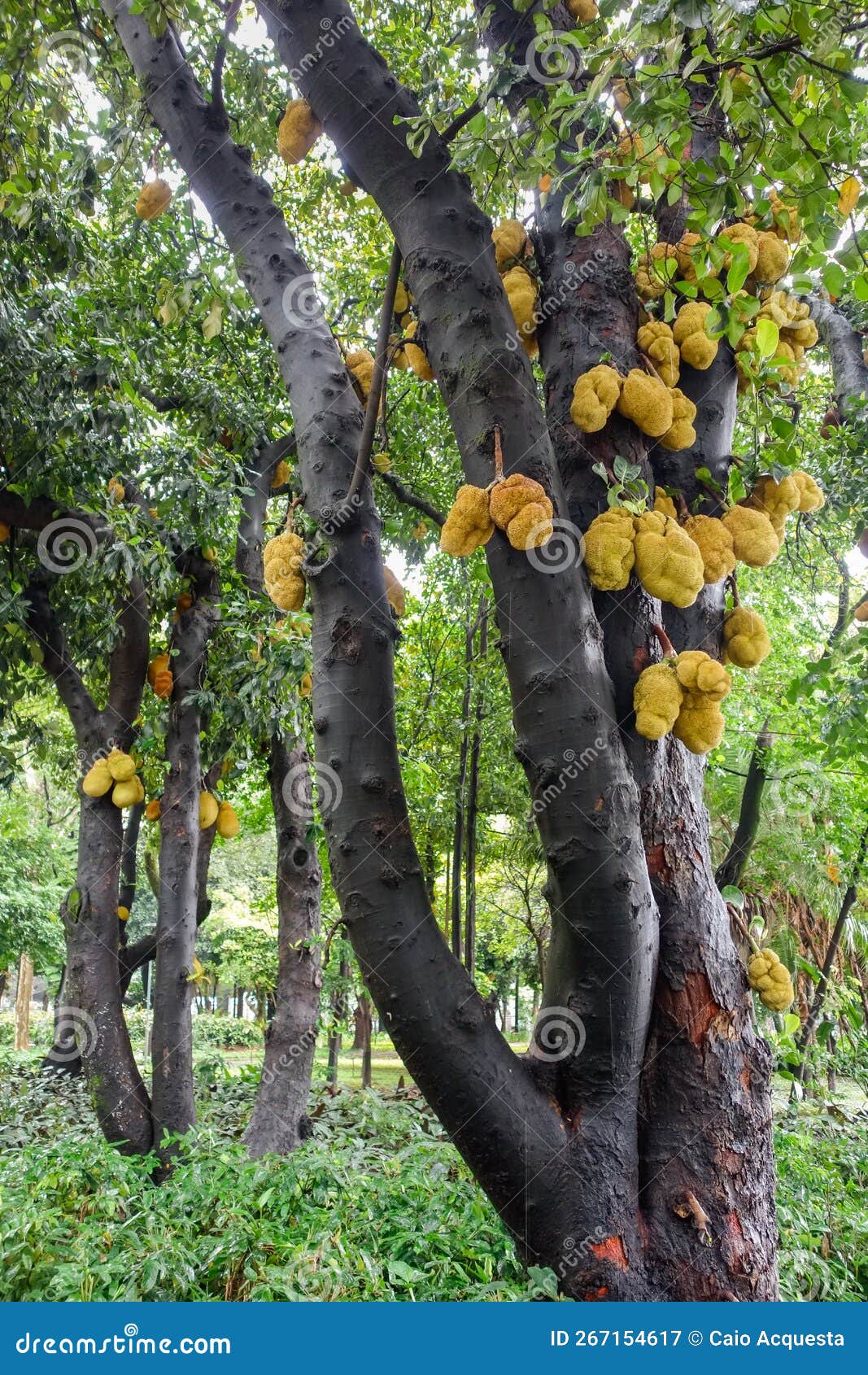 Jackfruits Hanging on Tree Trunk. Tropical Fruit, Jack Tree Stock Image ...