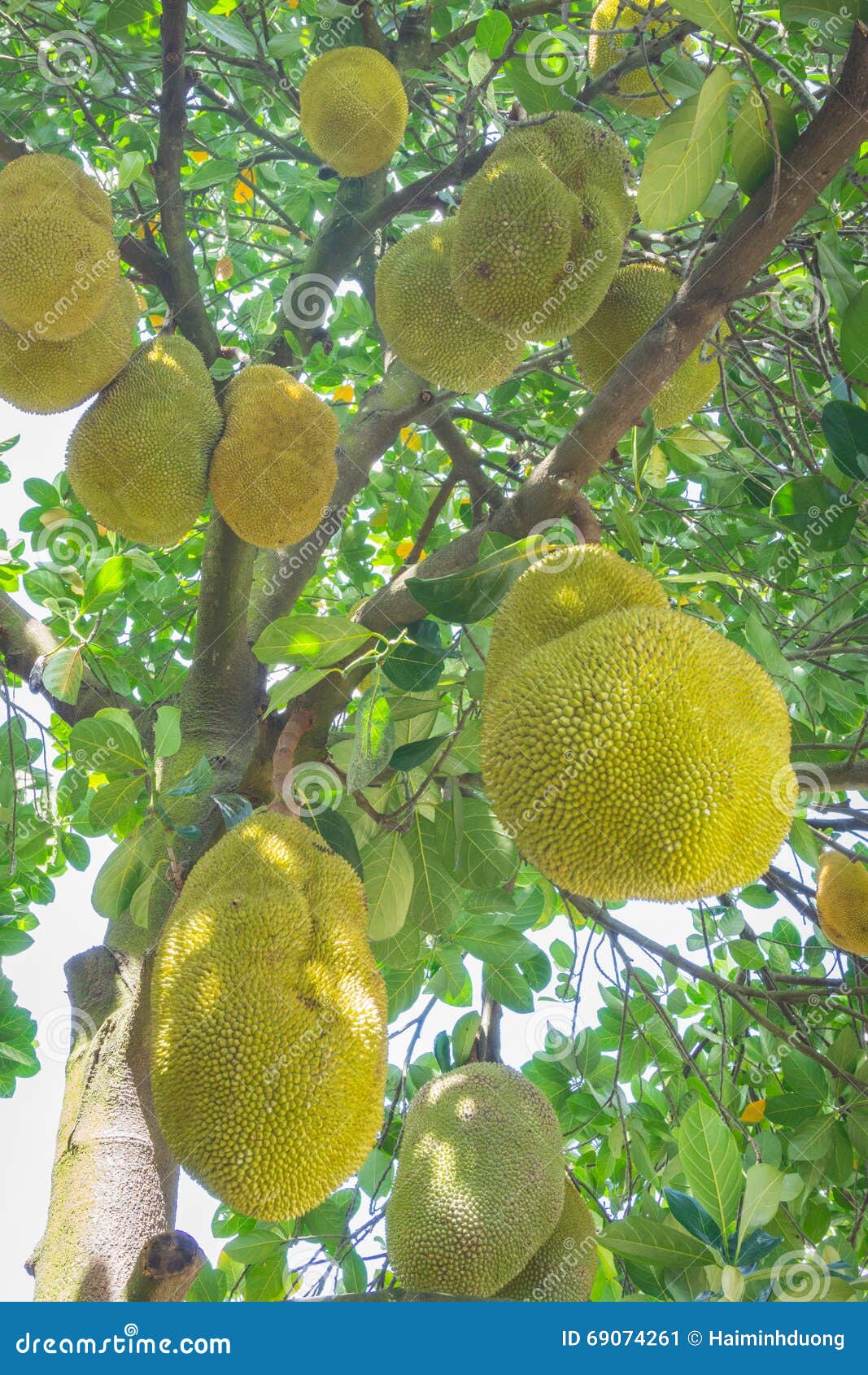 Jackfruits on tree stock image. Image of eating, asian - 69074261