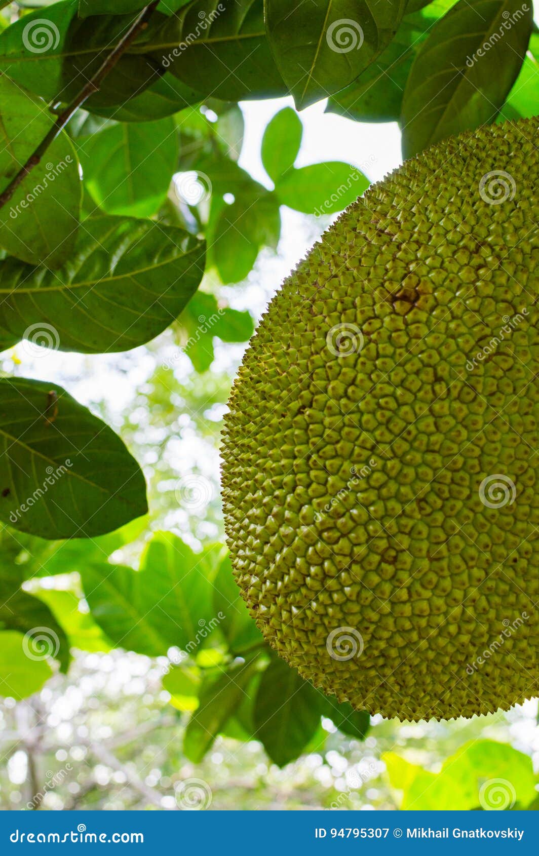 Jackfruits on a tree stock image. Image of jackfruittree - 94795307