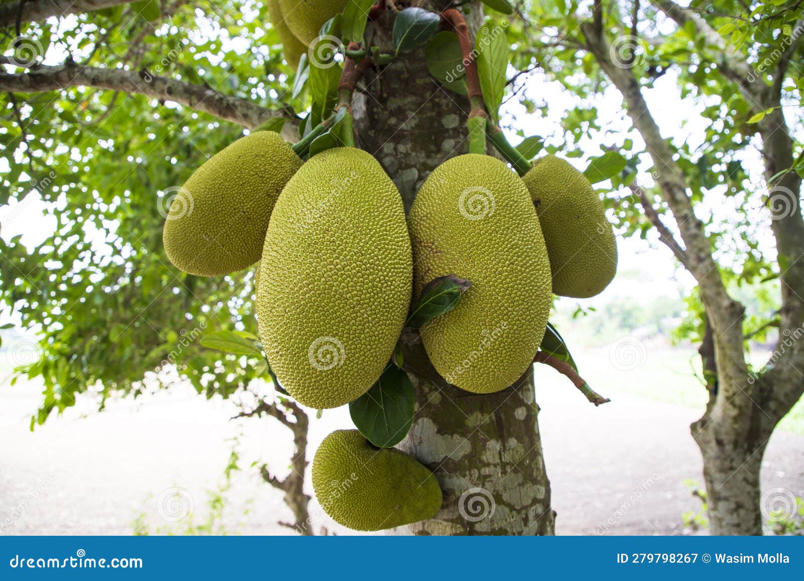 Jackfruits on a Tree in the Orchard. Ripe Jackfruit on the Tree Stock ...