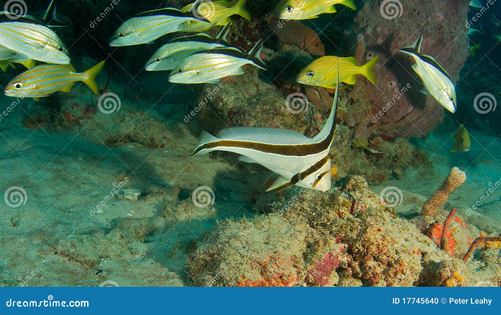 Jacknife Fish stock photo. Image of fins, florida, life - 17745640