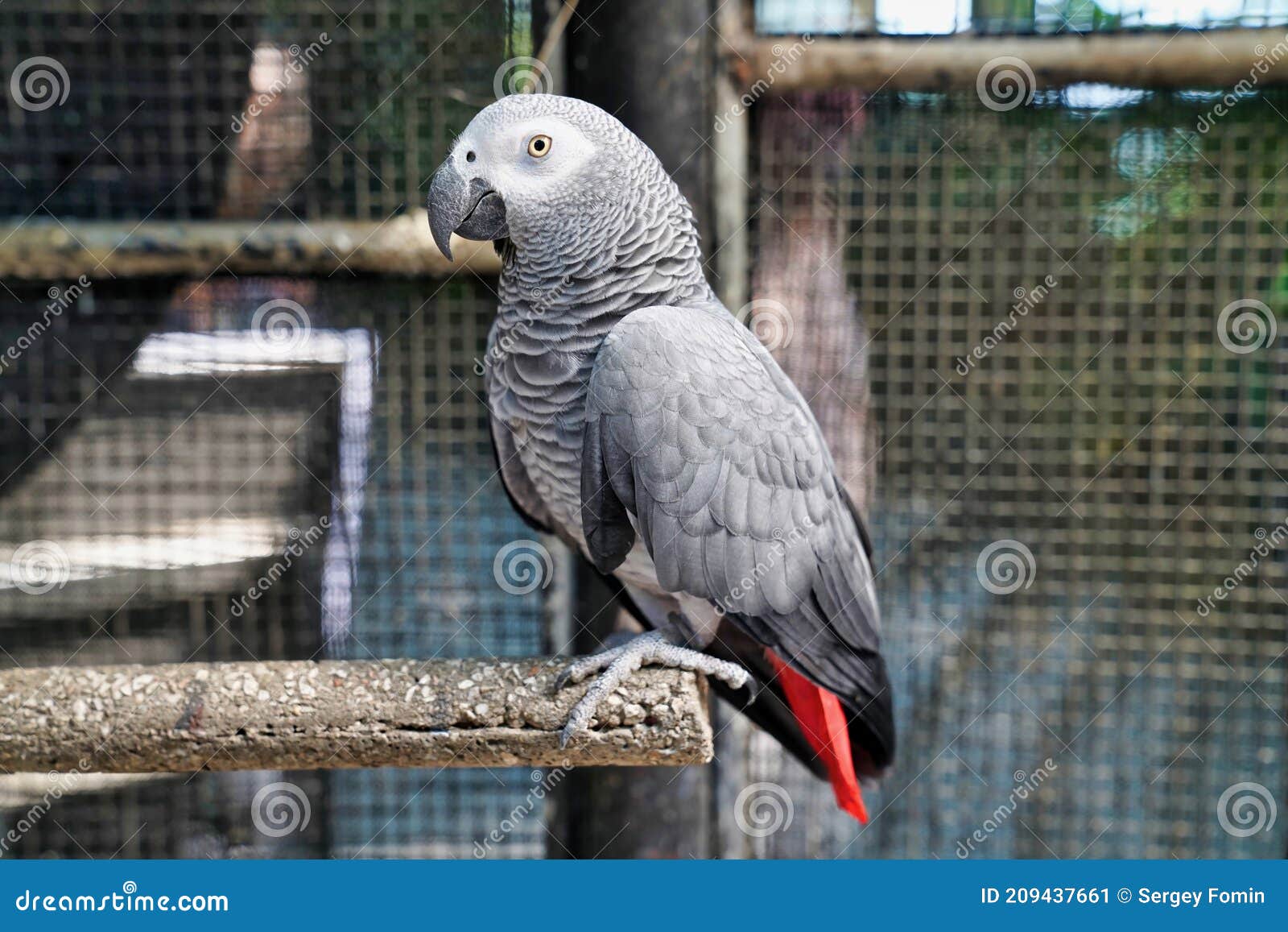 Jacko the Parrot Sits on a Tree Branch Stock Image - Image of jacko ...