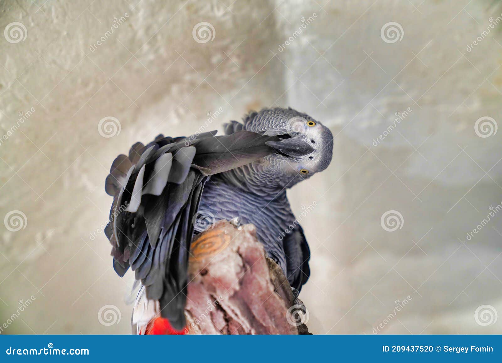 A Jacko Parrot Sits on a Tree and Cleans Its Feathers Stock Photo ...