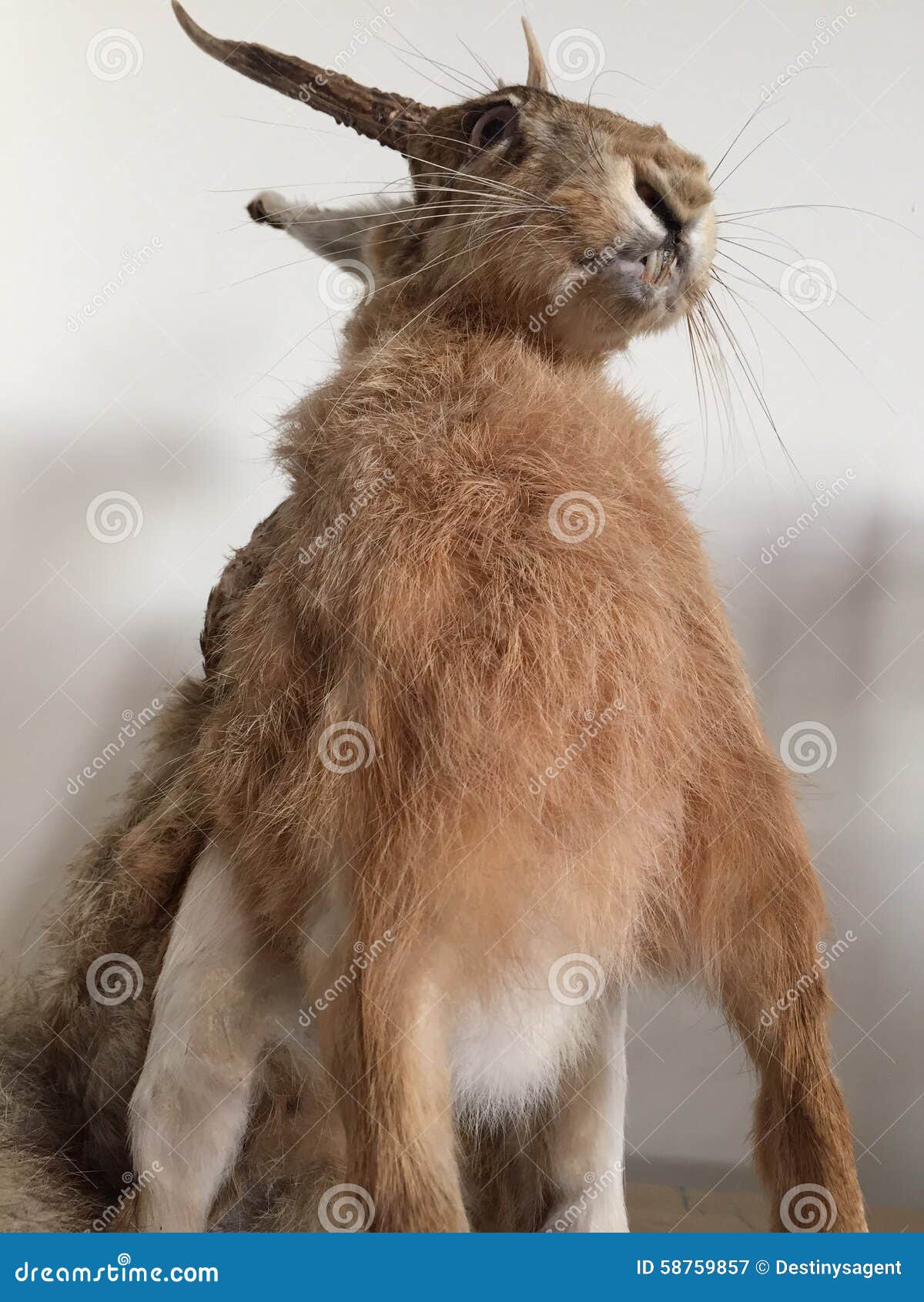 Jackolope stock image. Image of jackolope, angle, shot - 58759857