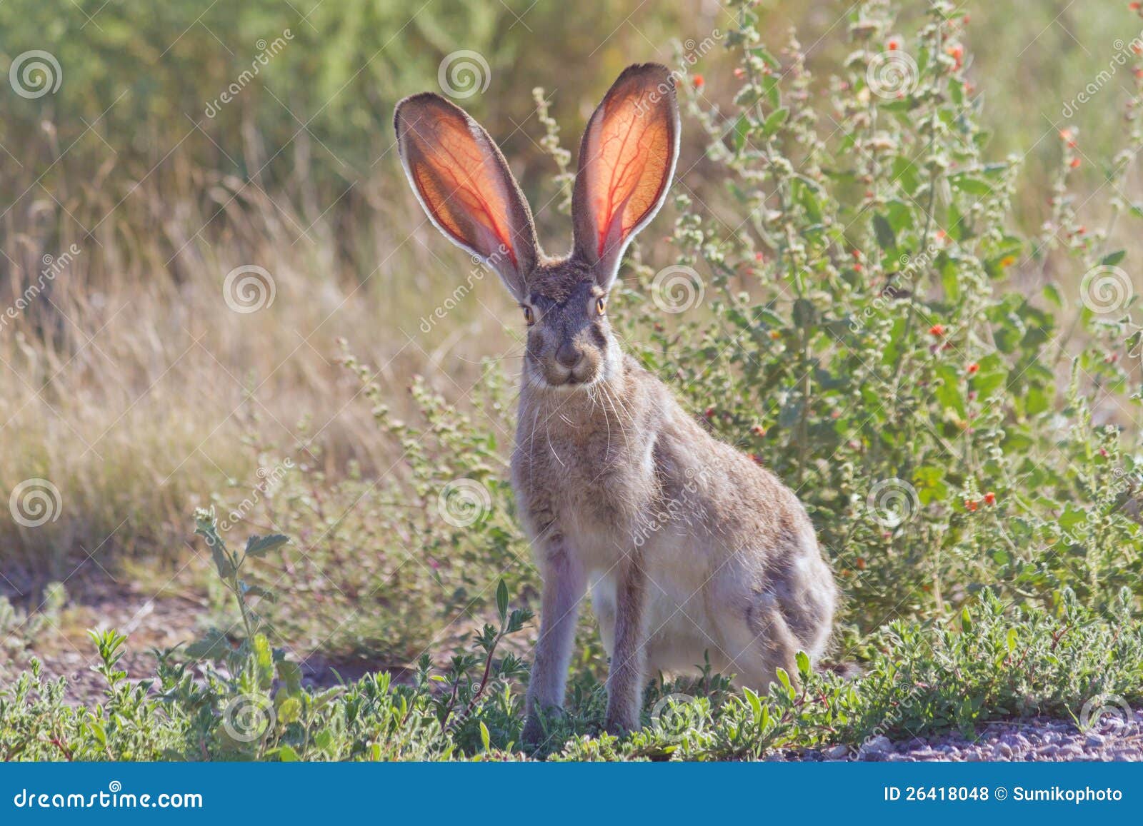 Jackrabbit stock photo. Image of backlit, desert, mammal - 26418048