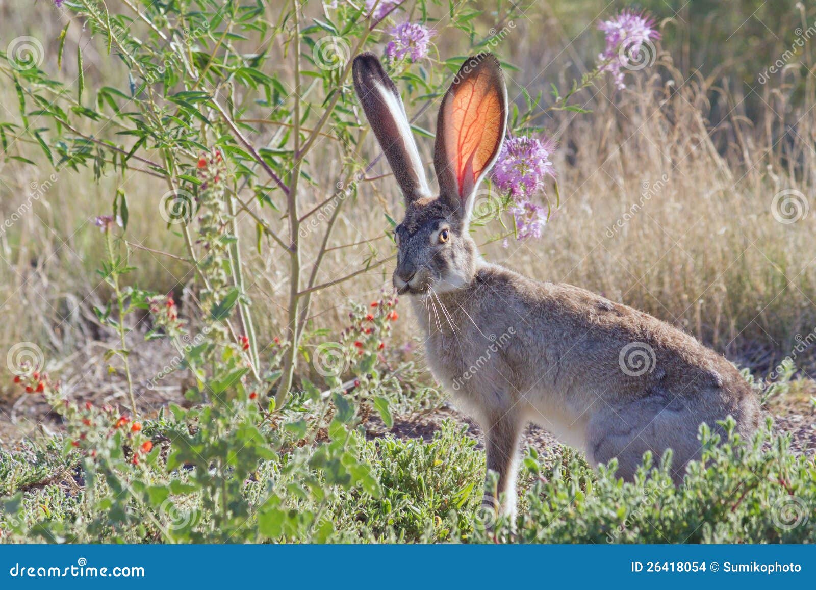 Jackrabbit stock photo. Image of wildlife, mammal, backlit - 26418054