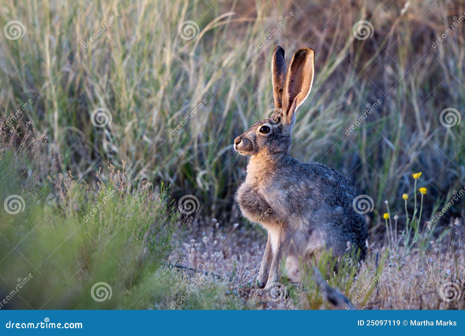Jackrabbit de cola negra imagen de archivo. Imagen de parque - 25097119