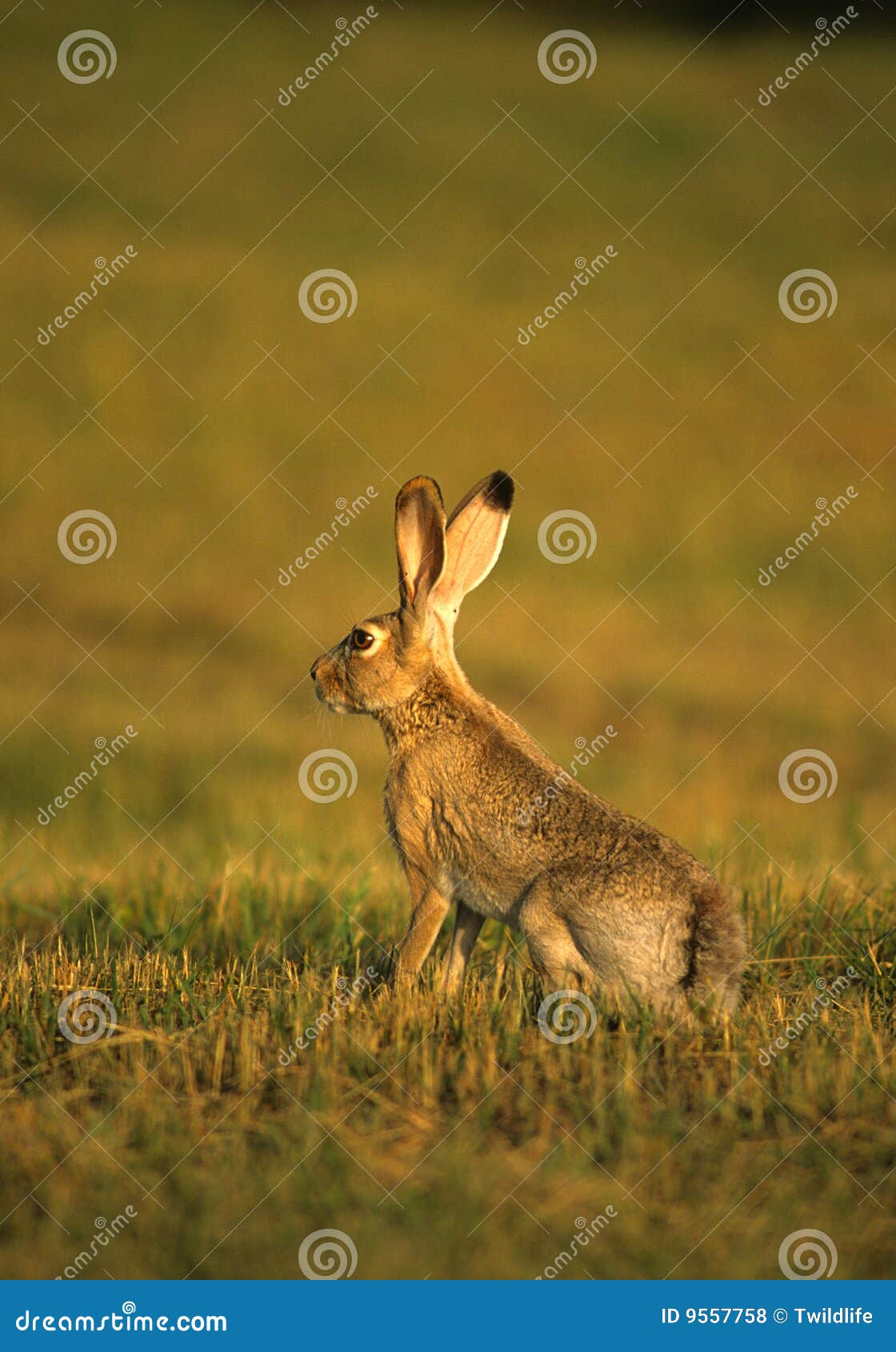 Jackrabbit de cola negra foto de archivo. Imagen de conejo - 9557758